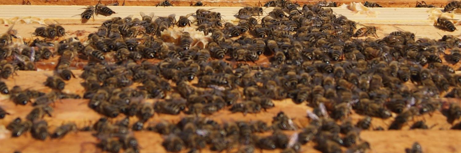 Obligations des propriétaires d’abeilles au Québec | Apiculteurs et ...